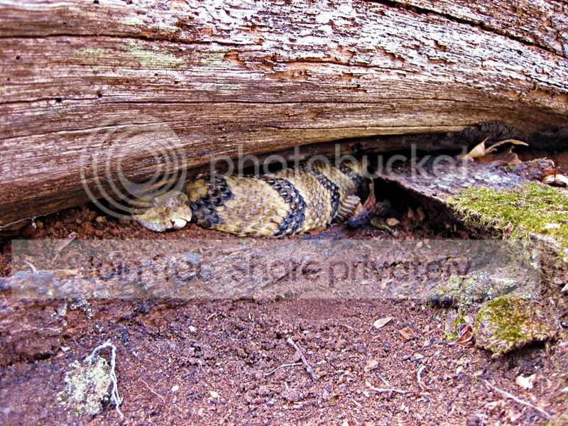 Timber Rattler - Field Herp Forum