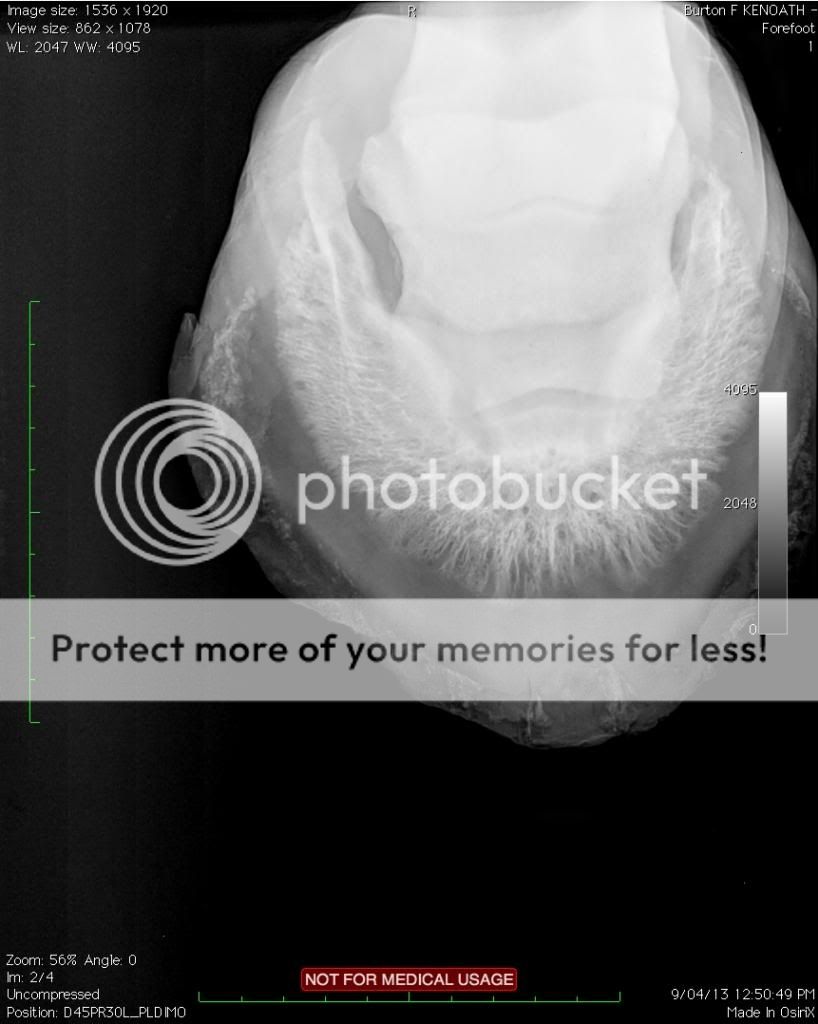 X-rays of rotation and demineralisation of the pedal bone | Stockyard ...