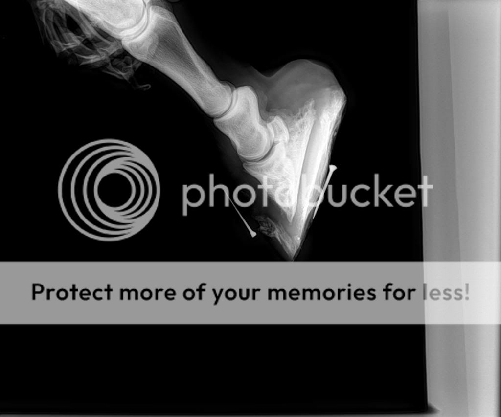 X-rays of rotation and demineralisation of the pedal bone | Stockyard ...